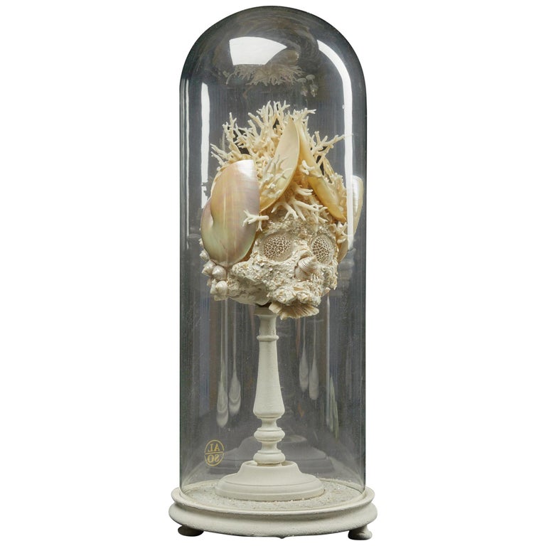 Shell Sculpture of Fantastic Head on Museum Stand at 1stDibs