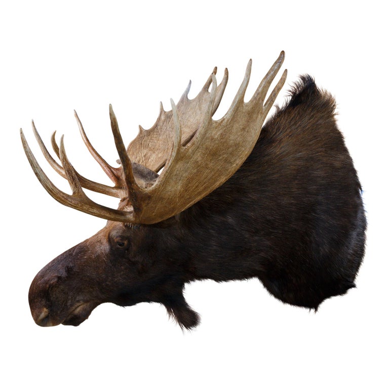 Shiras Moose Mount at 1stDibs | moose brow tines, shoulder mount moose ...