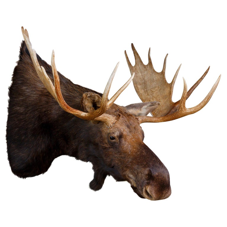 Shiras Moose Mount at 1stDibs | moose brow tines, shoulder mount moose ...