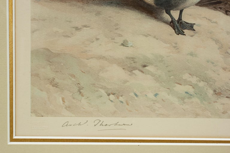 Signed Wildfowl Print, Pintails on the Foreshore by Archibald Thorburn ...