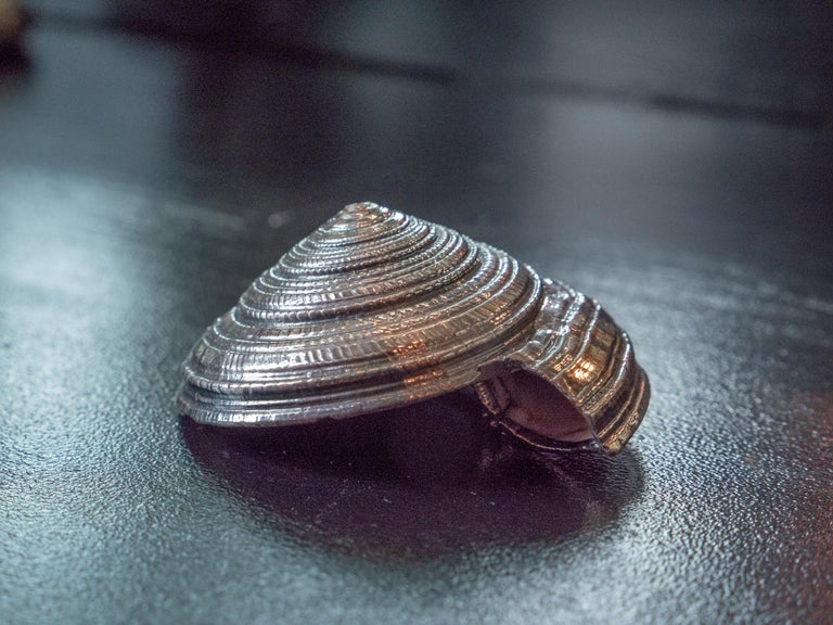 Silvered Sea Shell Architectonica For Sale at 1stDibs