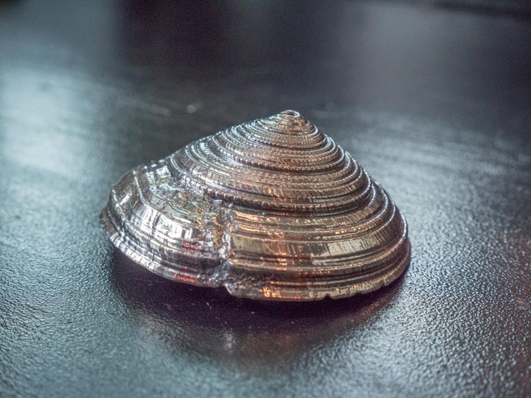 Silvered Sea Shell Architectonica For Sale at 1stDibs