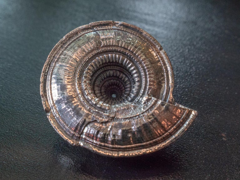 Silvered Sea Shell Architectonica For Sale at 1stDibs