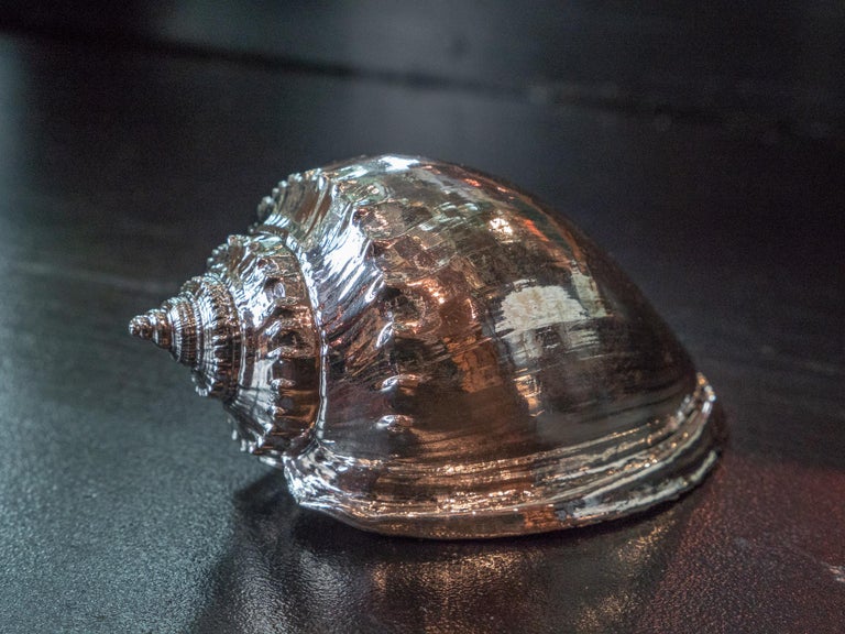 Silvered Sea Shell Scotch Bonnet For Sale at 1stDibs