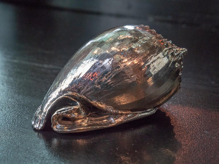 Silvered Sea Shell Scotch Bonnet For Sale at 1stDibs