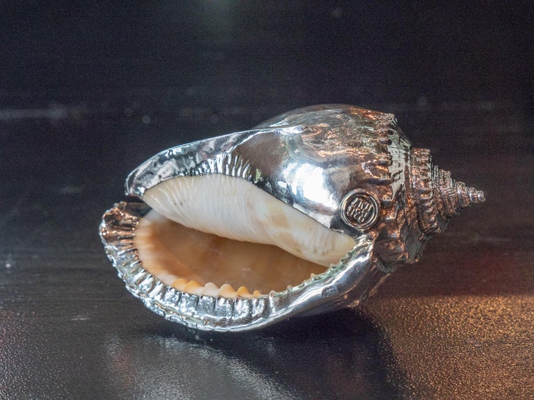 Silvered Sea Shell Scotch Bonnet For Sale at 1stDibs