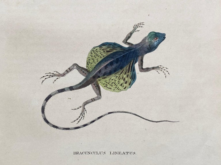 Sir William Jardine, 7th Baronet (after) - Lizard Antique Hand Coloured ...