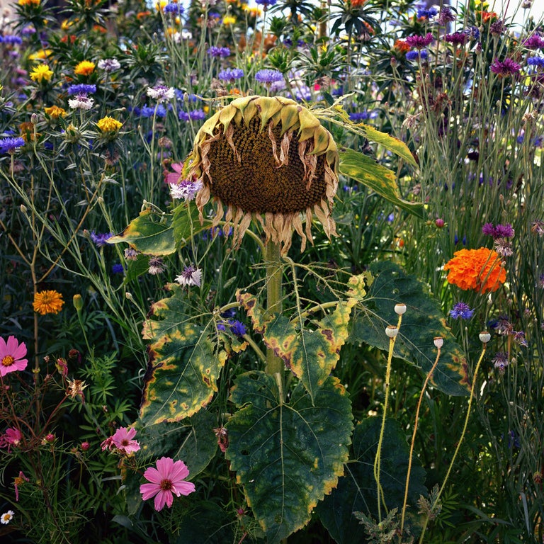 Siri Kaur - 'Sunflower 1', Pigment print, flower, garden, floral ...