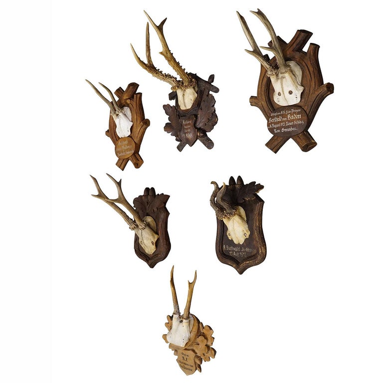 Six Antique Deer Trophies on Wooden Plaques, Germany, 1900s at 1stDibs