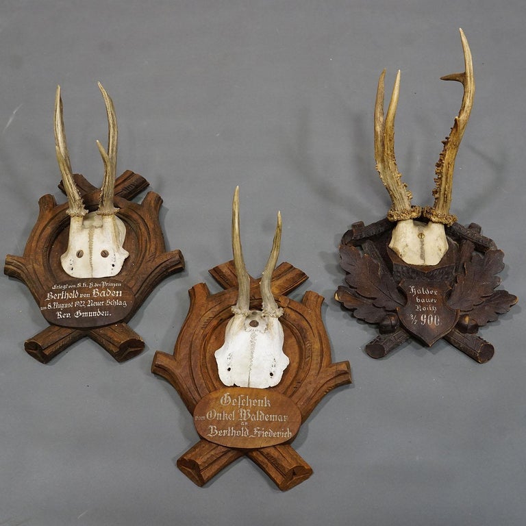 Six Antique Deer Trophies on Wooden Plaques, Germany, 1900s at 1stDibs