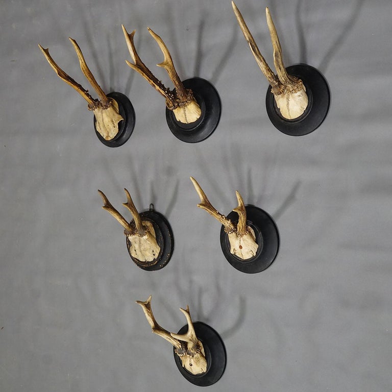 Six Antique Deer Trophies on Wooden Plaques, Germany ca. 1930s For Sale ...