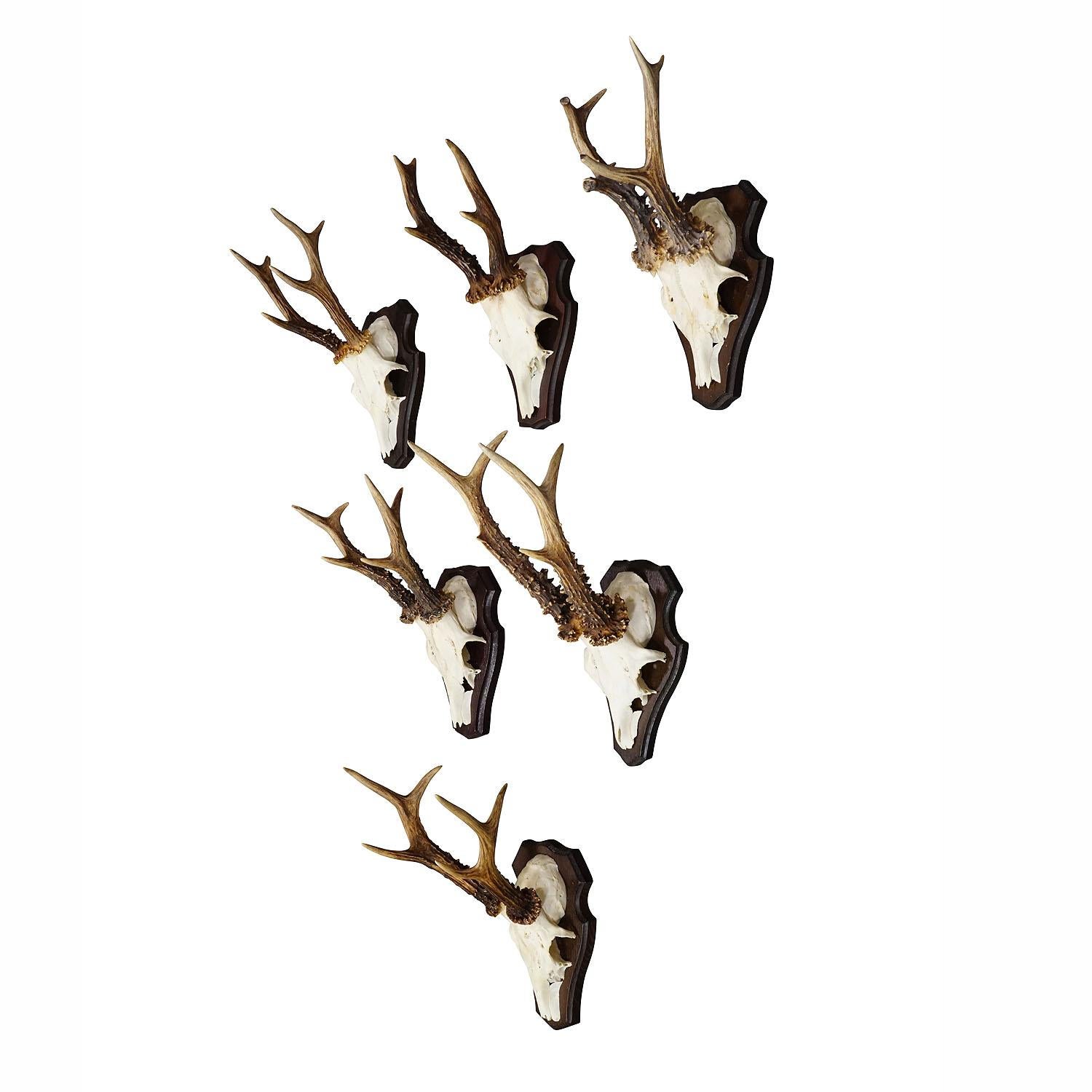 Six Large Vintage Deer Trophies on Wooden Plaques For Sale at 1stDibs