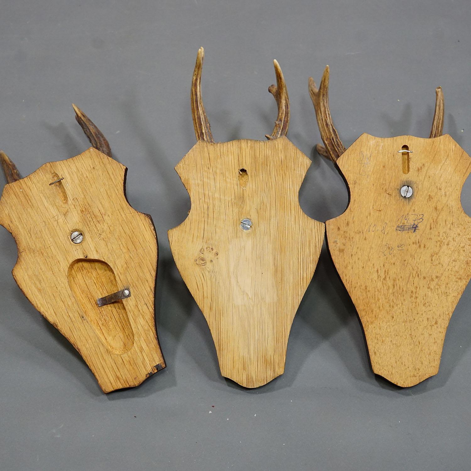 Six Large Vintage Deer Trophies on Wooden Plaques For Sale at 1stDibs