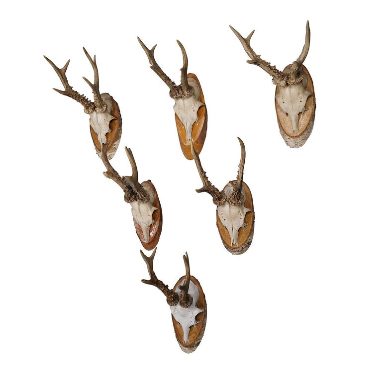 Six Large Vintage Deer Trophies on Wooden Plaques Germany ca. 1950s For ...