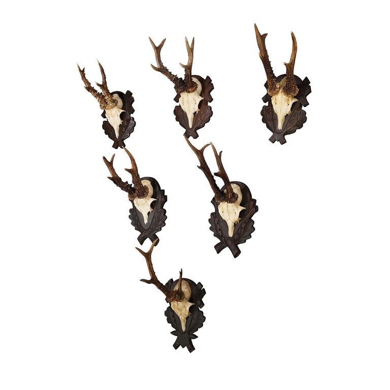 Six Large Vintage Deer Trophies on Wooden Plaques Germany, ca. 1960s ...