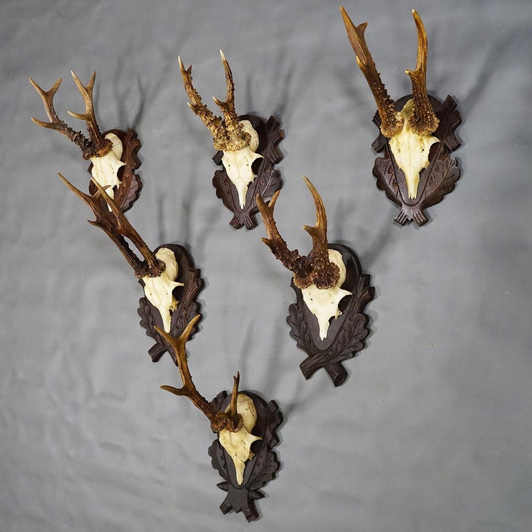 Six Large Vintage Deer Trophies on Wooden Plaques Germany, ca. 1960s ...