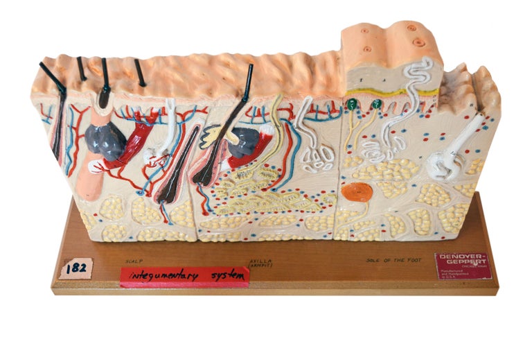 Skin Cross Section Model at 1stDibs