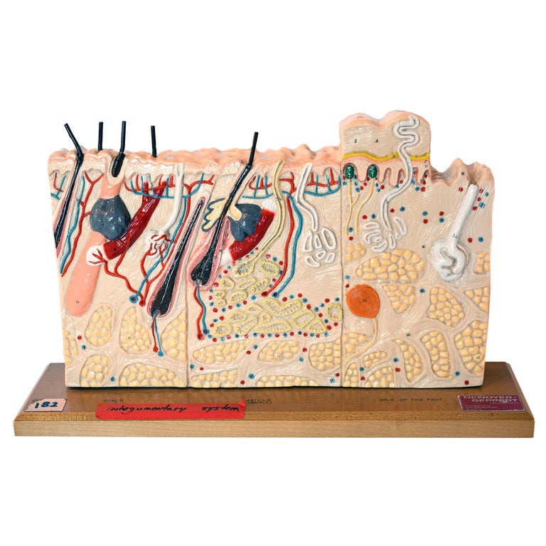 Skin Cross Section Model at 1stDibs