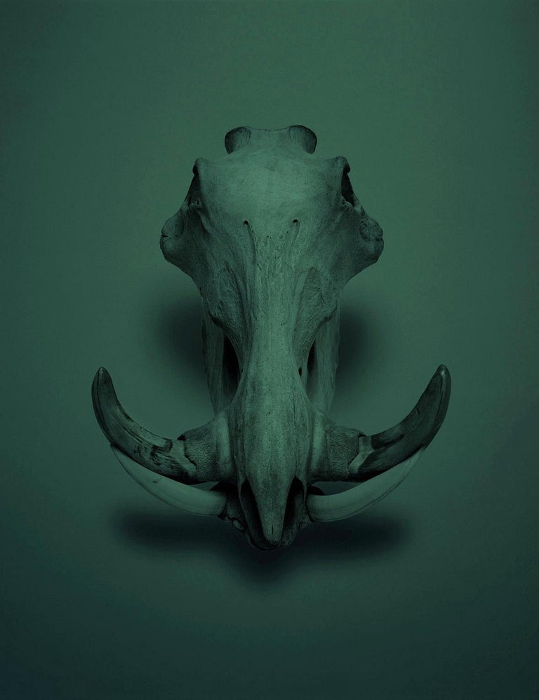 Skulls by Guido Mocafico, Rare Set of Six Framed Photographs For Sale ...