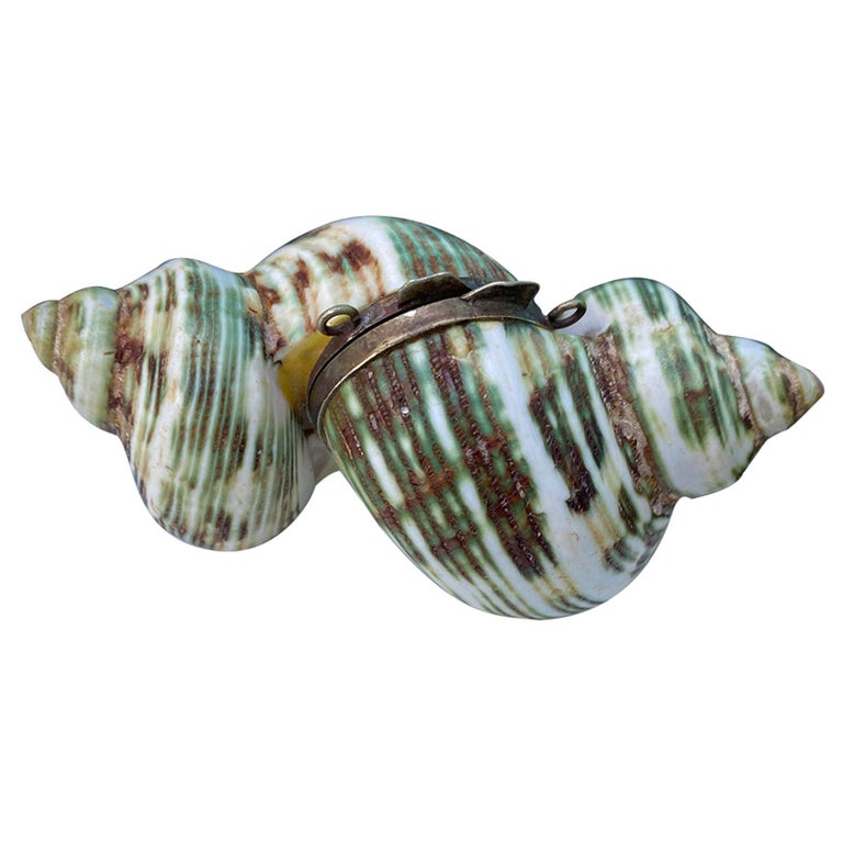 Small 19th-20th Century Green and Brown Banded Tulip Seashell Box at ...