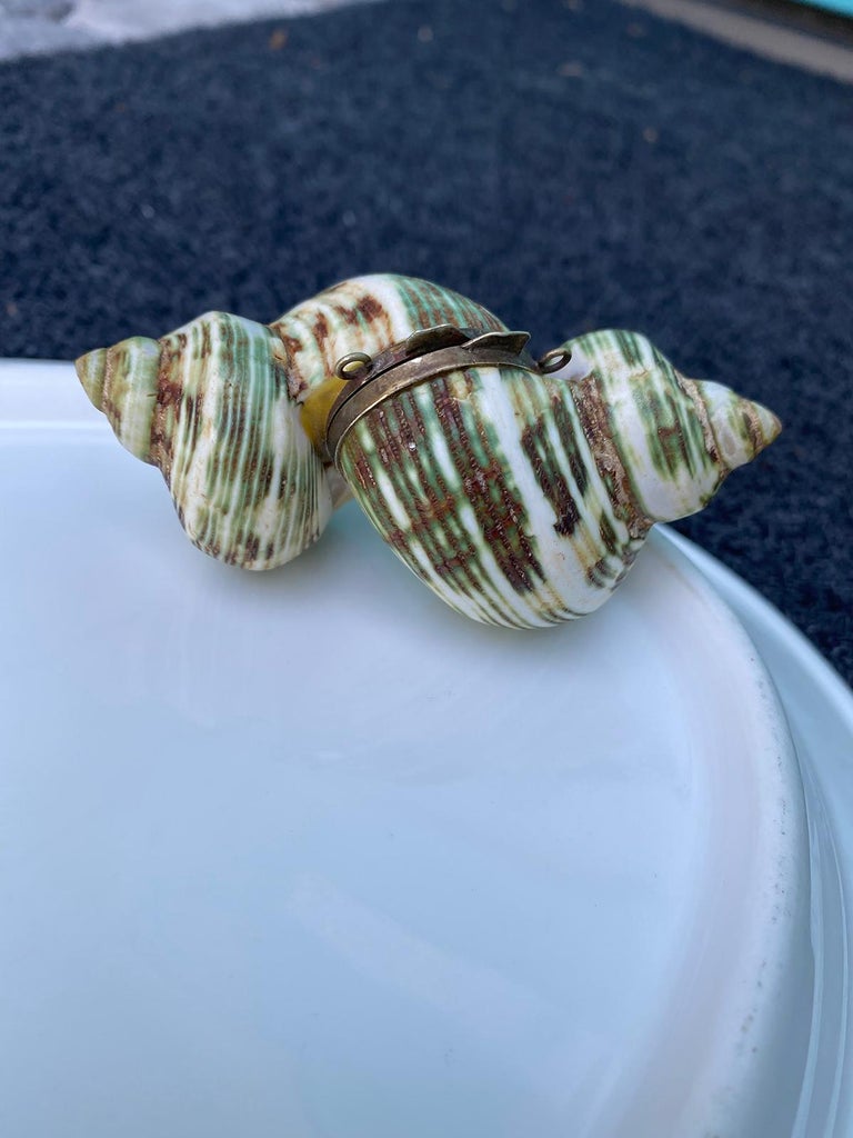 Small 19th-20th Century Green and Brown Banded Tulip Seashell Box at ...