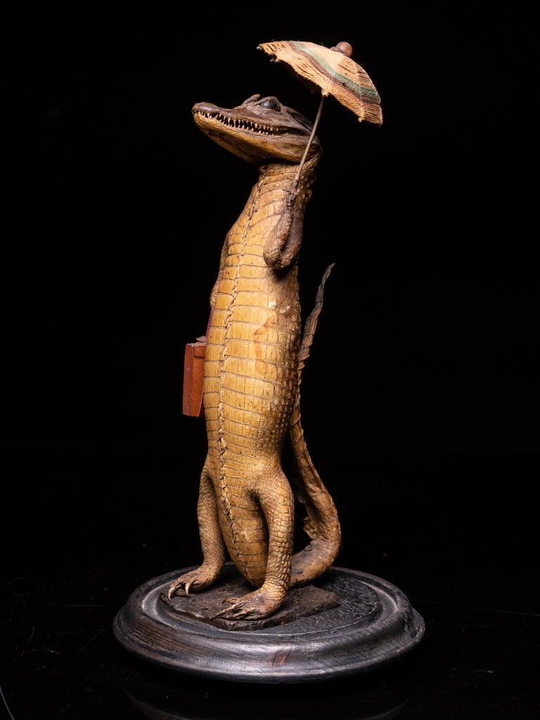 Small Alligator with Umbrella and Travel Case under a Bell Jar For Sale ...