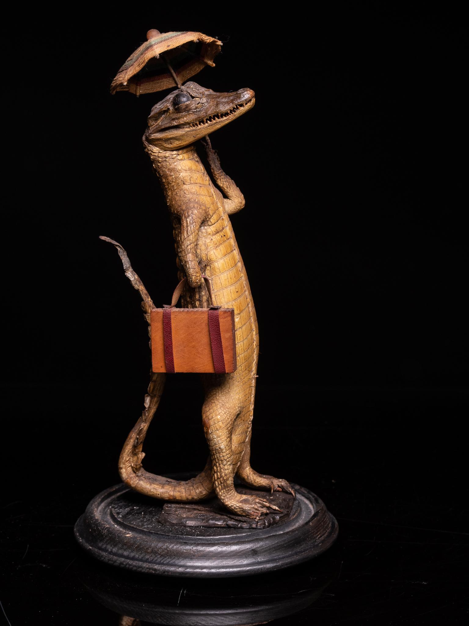 Small Alligator with Umbrella and Travel Case under a Bell Jar For Sale ...