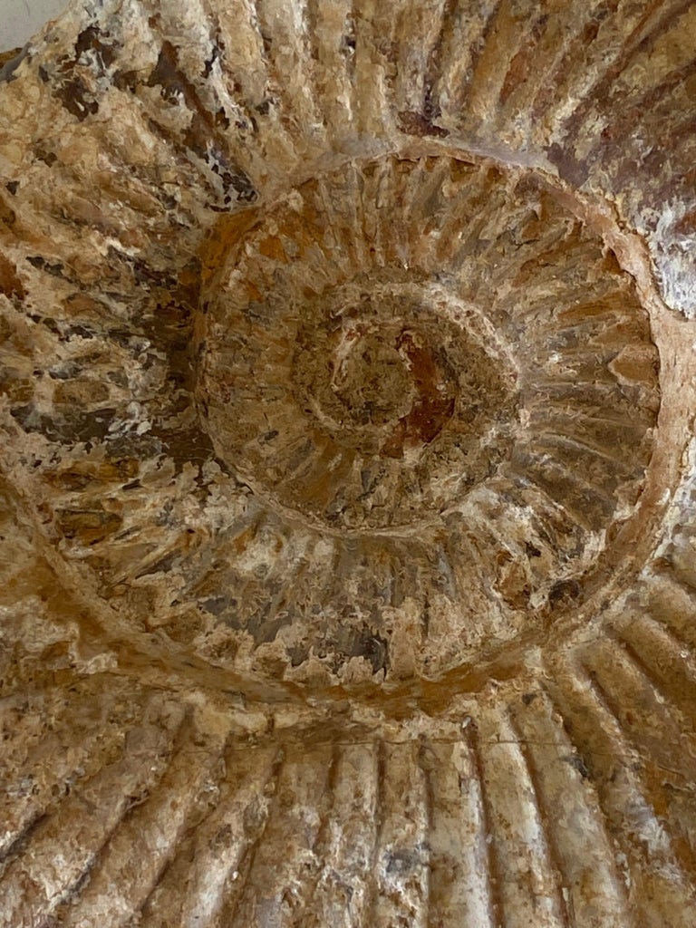 Small Ammonite Sculpture on Stand, Madagascar, Prehistoric at 1stDibs