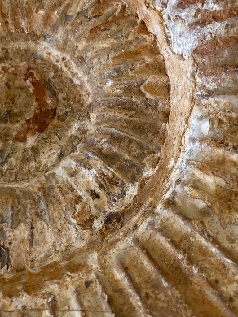 Small Ammonite Sculpture on Stand, Madagascar, Prehistoric at 1stDibs