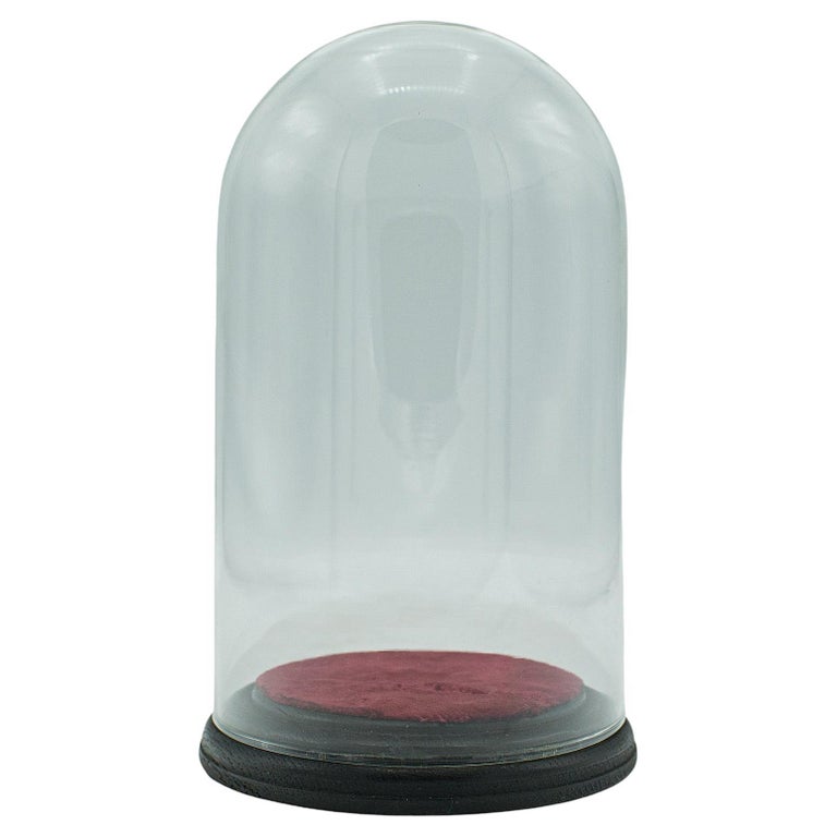 Small Antique Display Dome, English, Glass, Specimen, Decor, Victorian ...