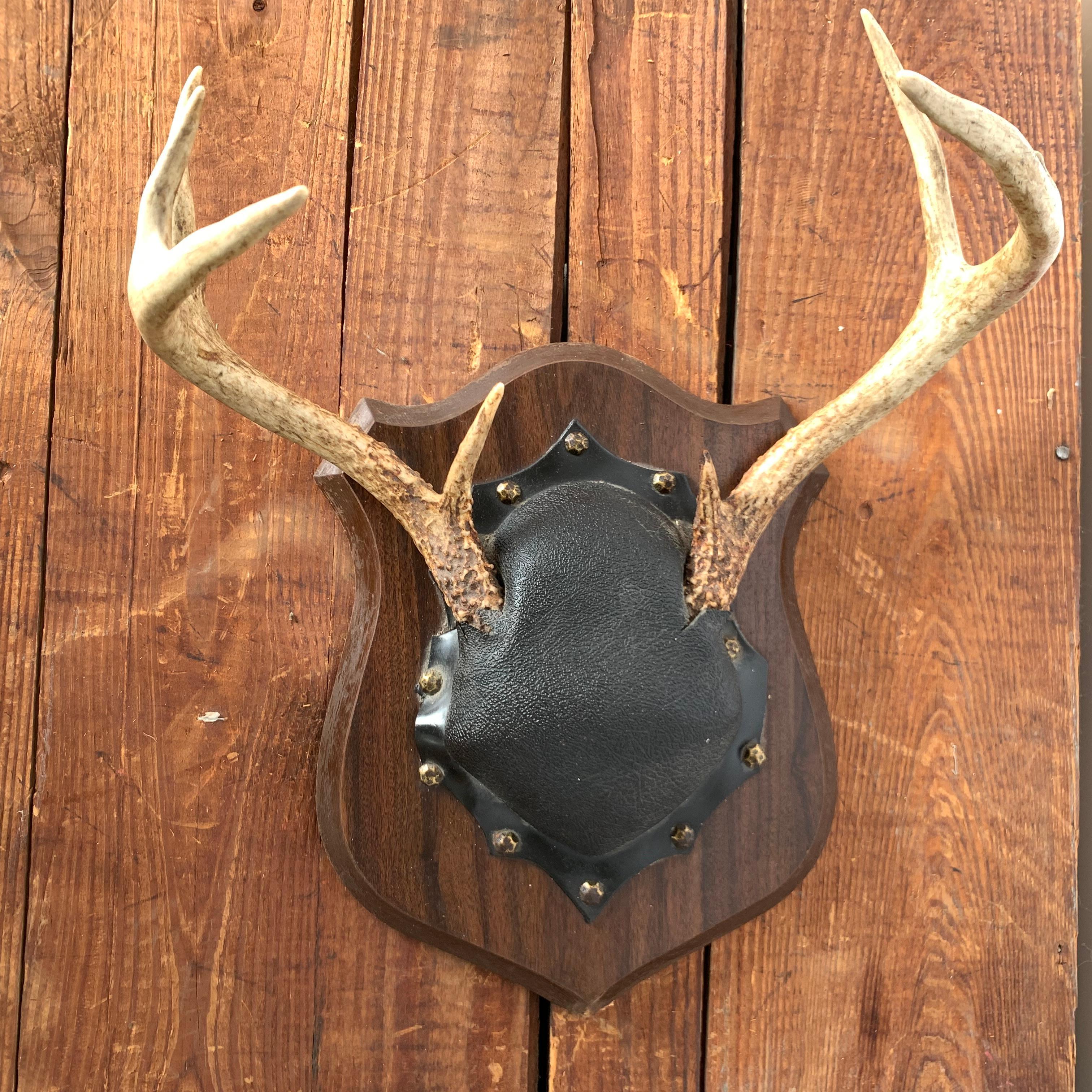 Small Mounted Deer Antlers and Leather Covered Skull on Plaque For Sale ...