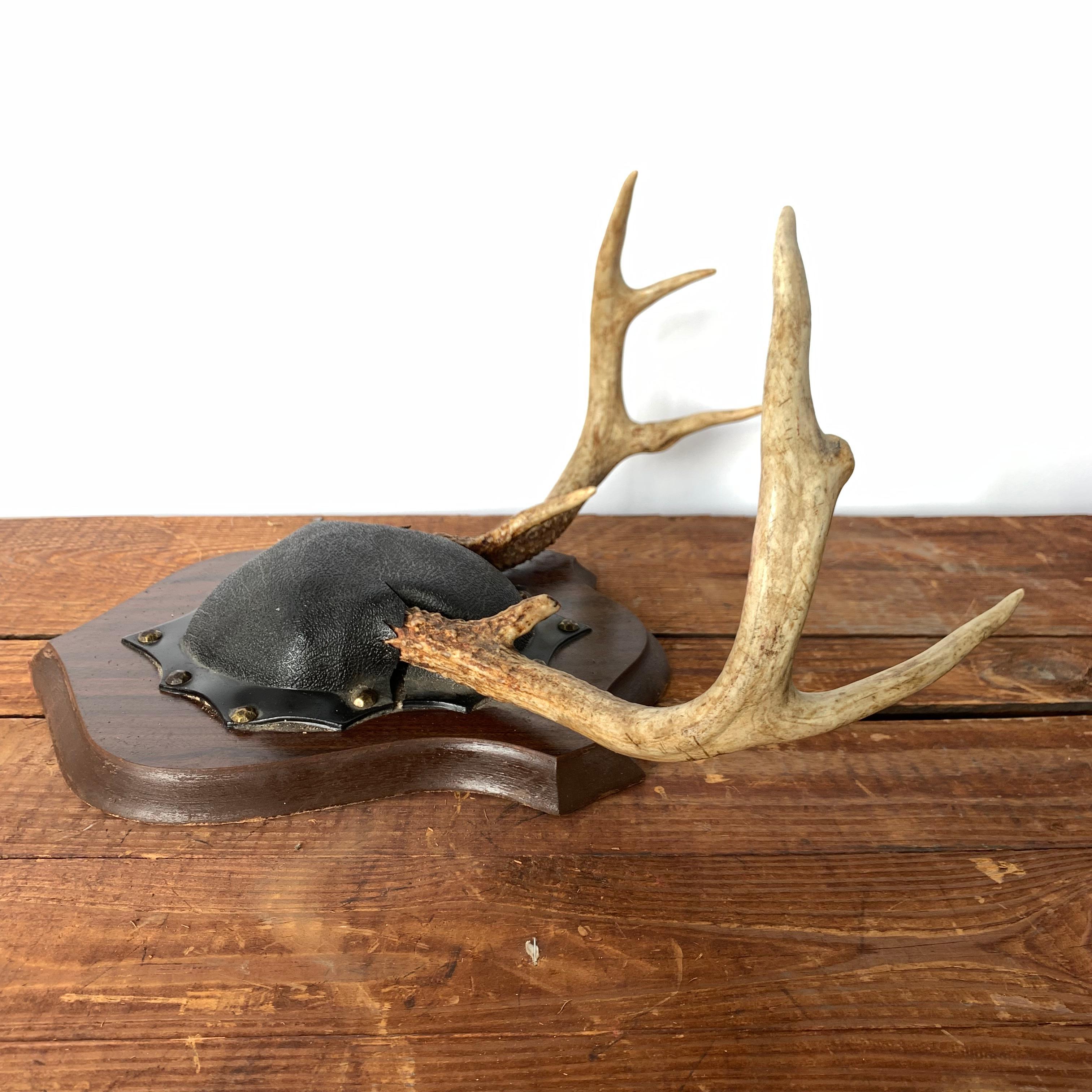 Small Mounted Deer Antlers and Leather Covered Skull on Plaque For Sale ...