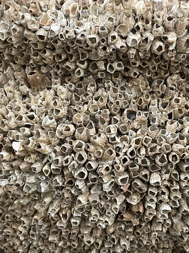 Snail Covered Classic Pot Shape Composition Stone Pot, Italy, 1950s For ...