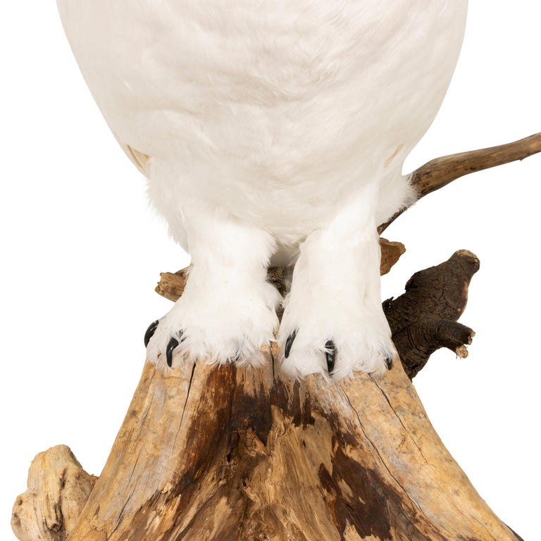 "Snowy Owl" Driftwood Mount at 1stDibs