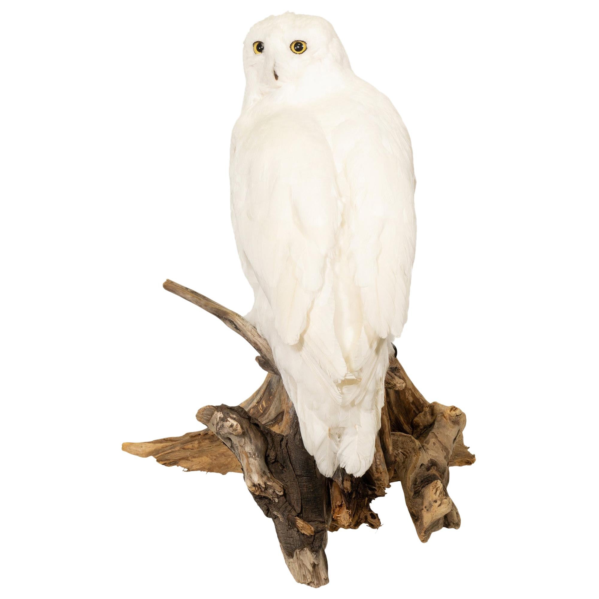 "Snowy Owl" Driftwood Mount at 1stDibs
