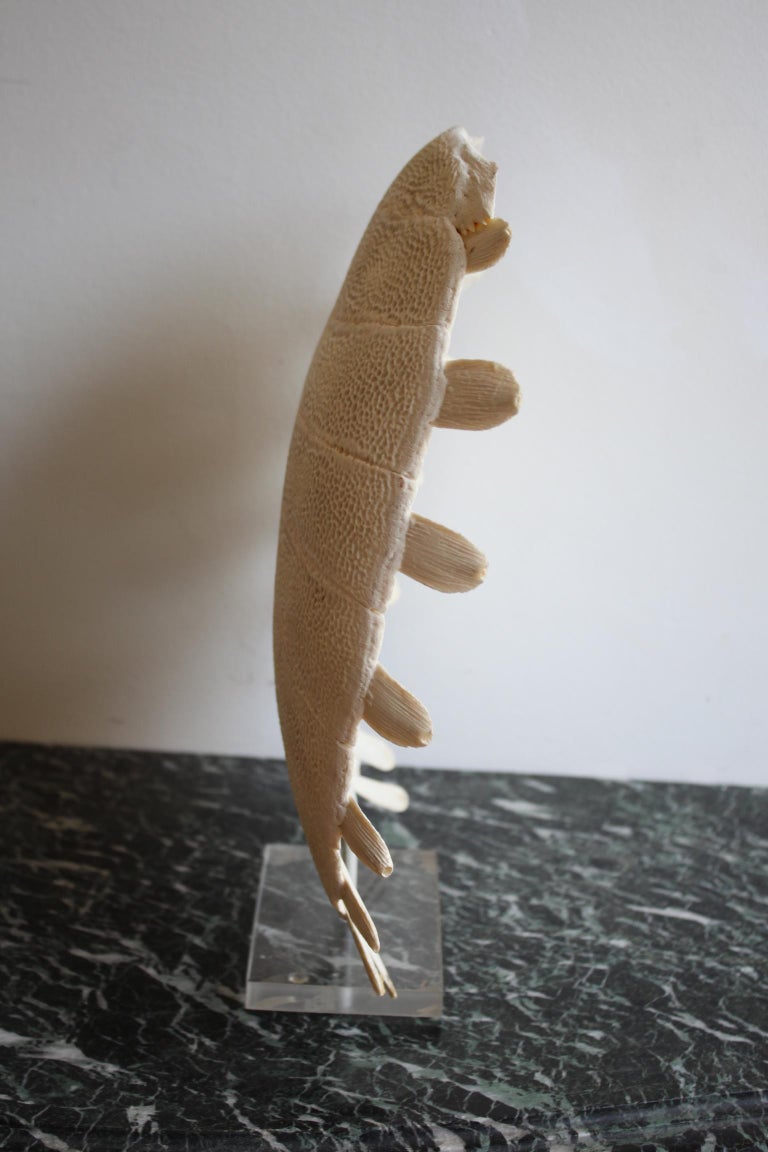 Softshell Turtle Dogania Subplana Specimen For Sale at 1stDibs ...