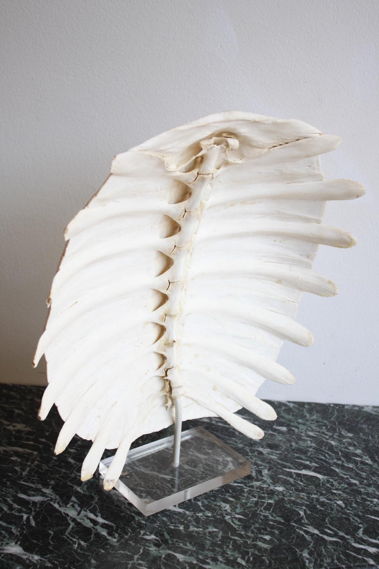 Softshell Turtle Dogania Subplana Specimen For Sale at 1stDibs ...