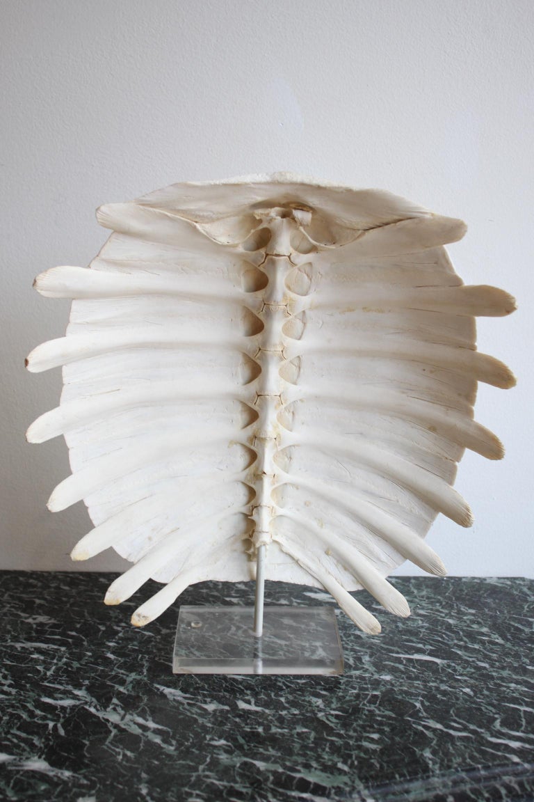 Softshell Turtle Dogania Subplana Specimen For Sale at 1stDibs ...