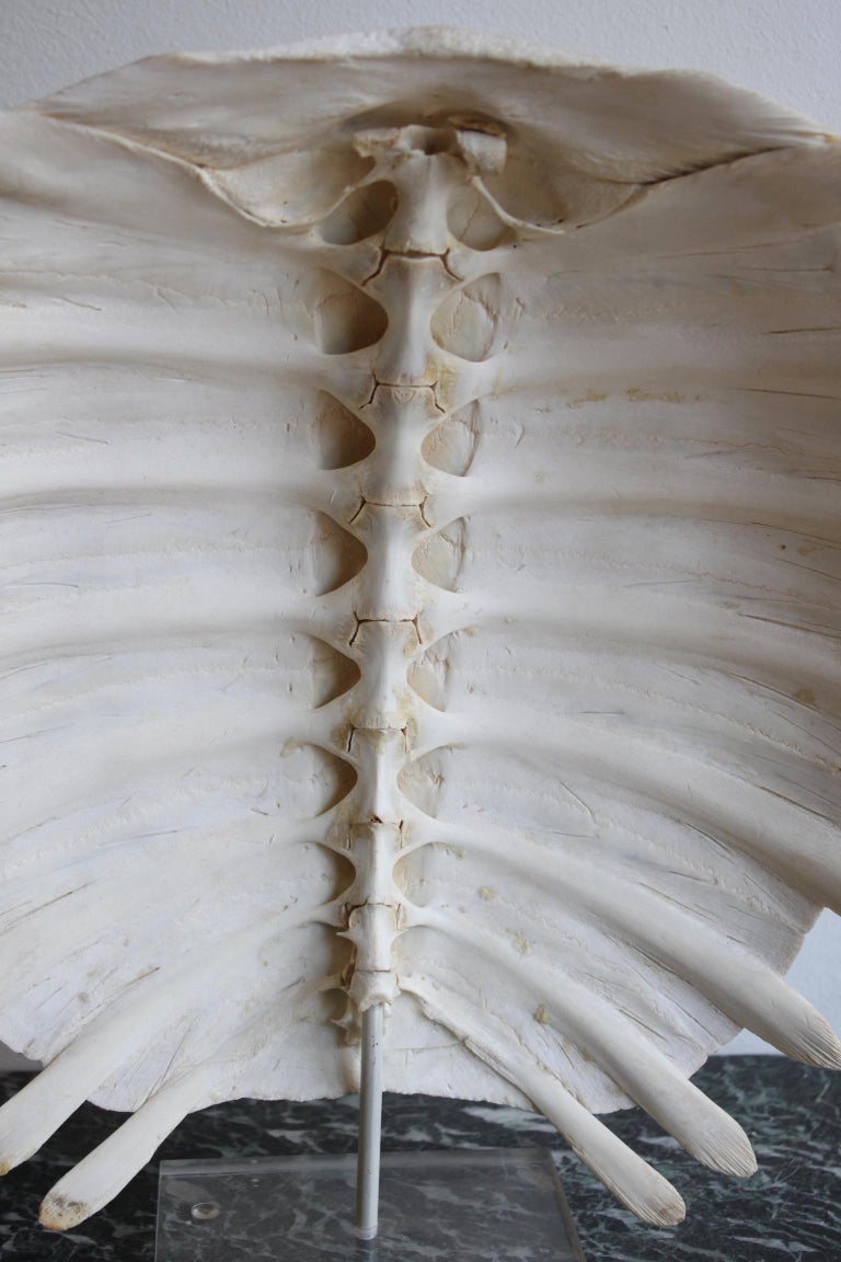 Softshell Turtle Dogania Subplana Specimen For Sale at 1stDibs ...