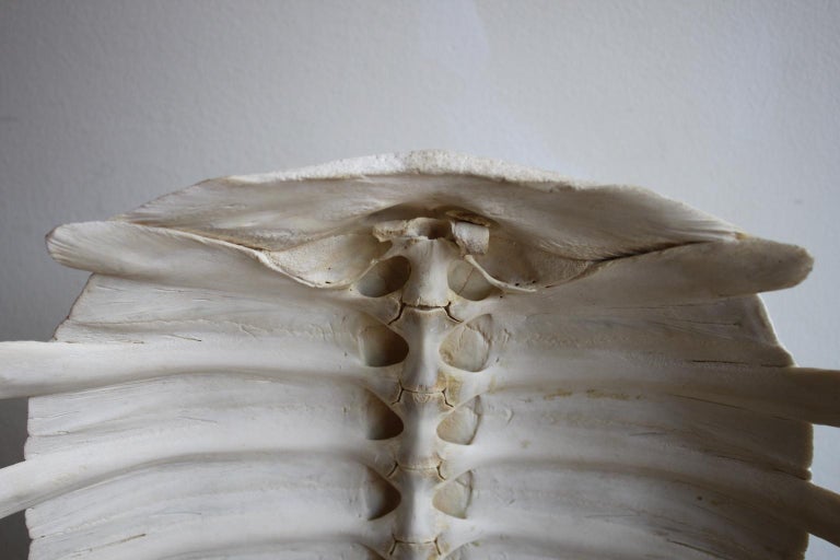 Softshell Turtle Dogania Subplana Specimen For Sale at 1stDibs ...