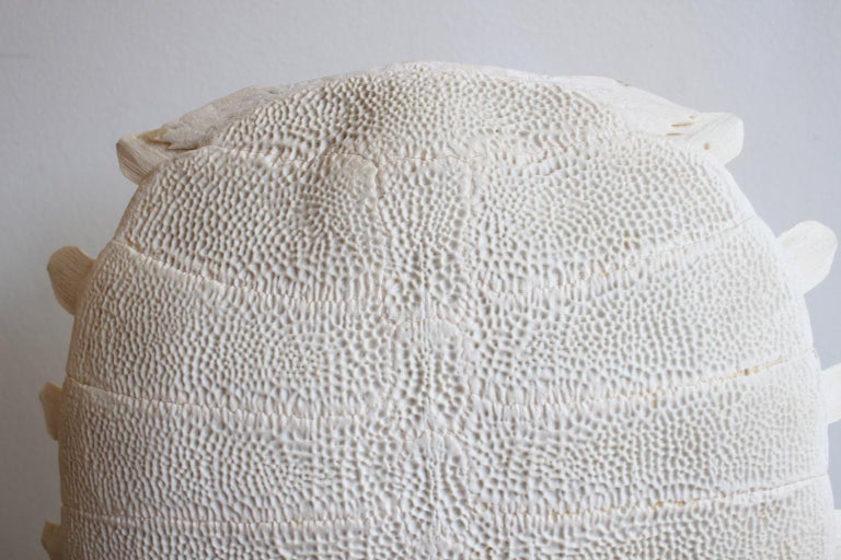 Softshell Turtle Dogania Subplana Specimen For Sale at 1stDibs ...