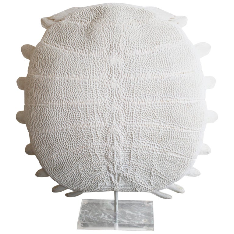 Softshell Turtle Dogania Subplana Specimen For Sale at 1stDibs ...