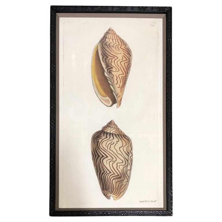 Soicher Marin Framed Illustration Giclée Print "Seashell" Signed R.P.N ...