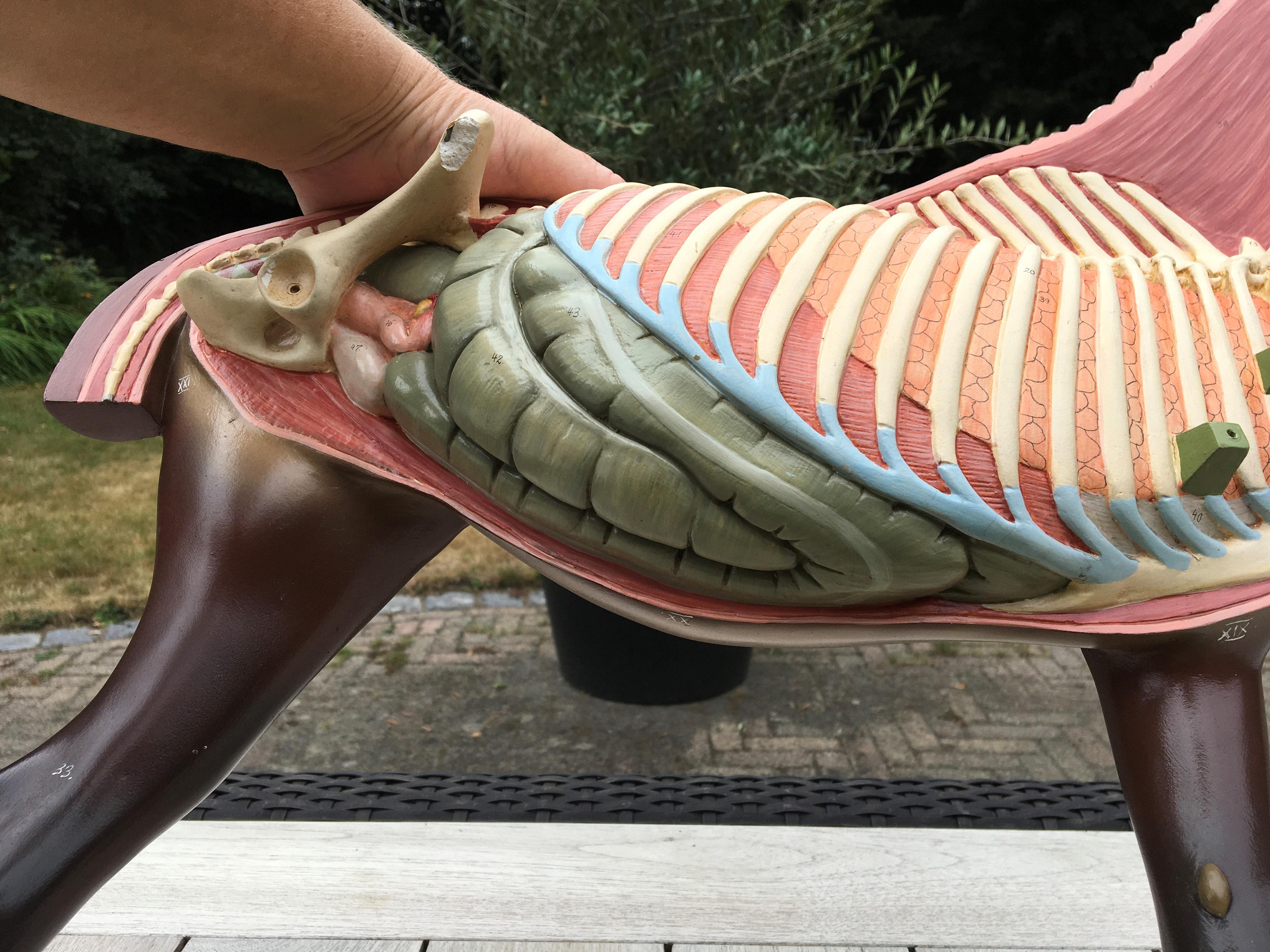 Somso Anatomical Horse Model, 1950s For Sale at 1stDibs