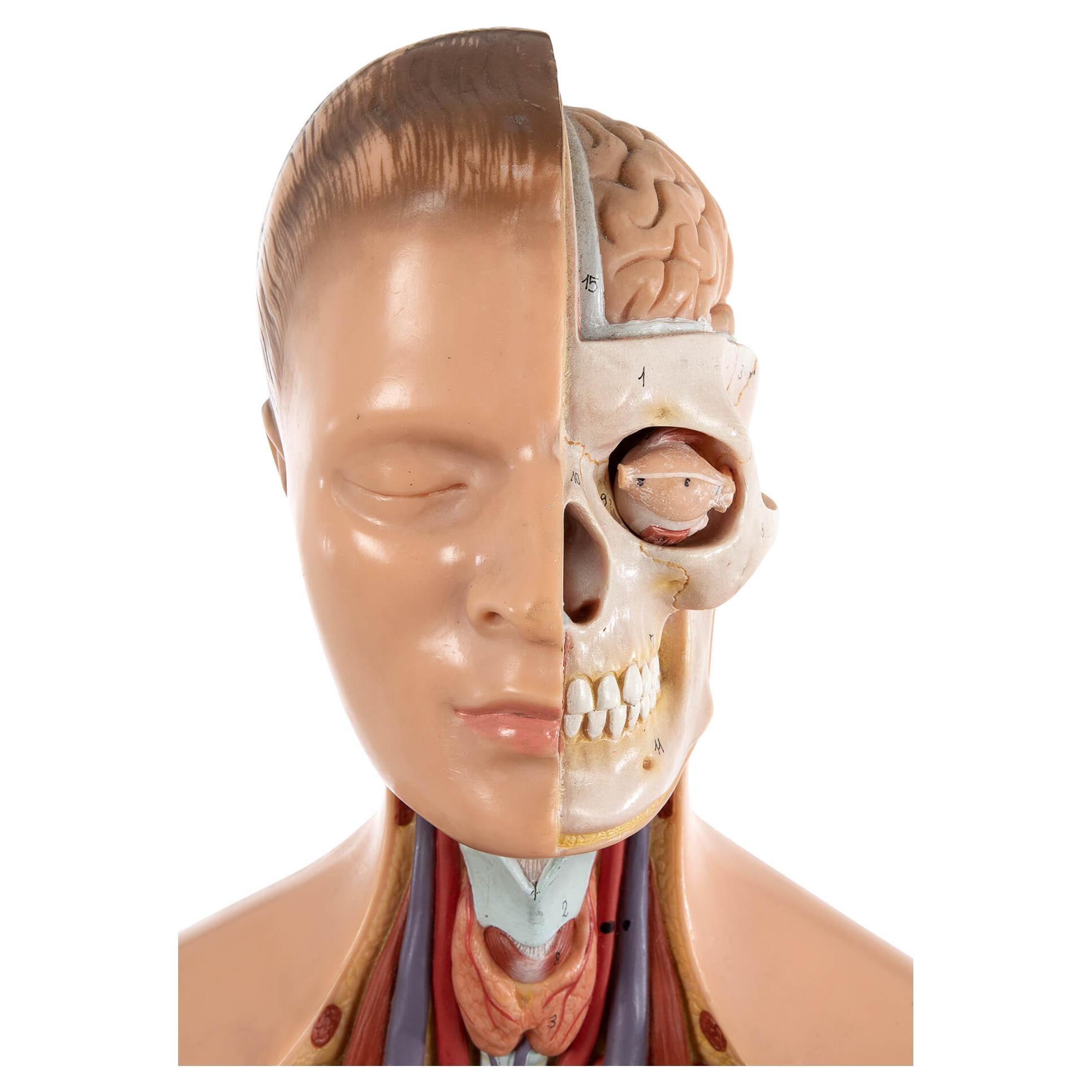 Somso Female Model AS4 For Sale at 1stDibs