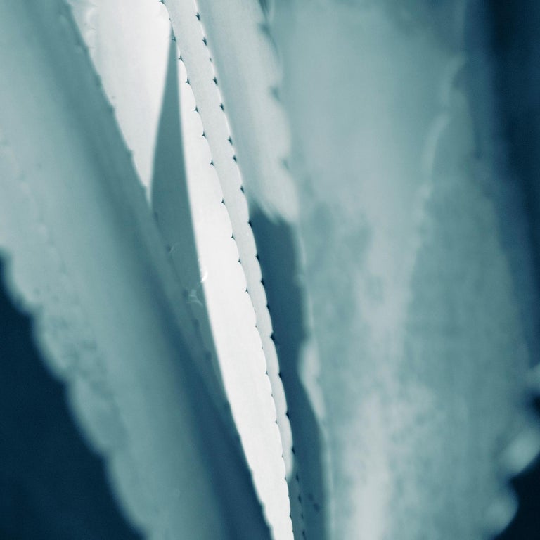 Sophia Milligan - 'Cicatrices 3' Large scale photo. Agave leaf, female ...