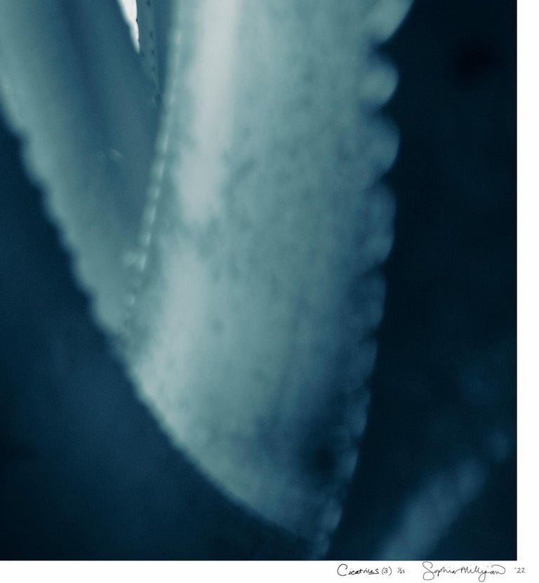 Sophia Milligan - 'Cicatrices 3' Large scale photo. Agave leaf, female ...