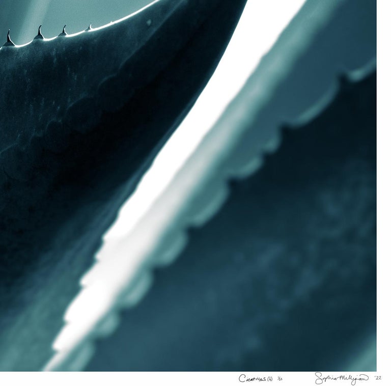 Sophia Milligan - 'Cicatrices 4' Large scale photo. Agave leaf, desert ...