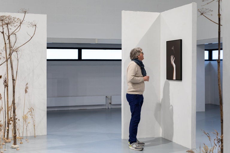 Sophie de Vos - The Rise and the Fall by Sophie de Vos For Sale at 1stDibs