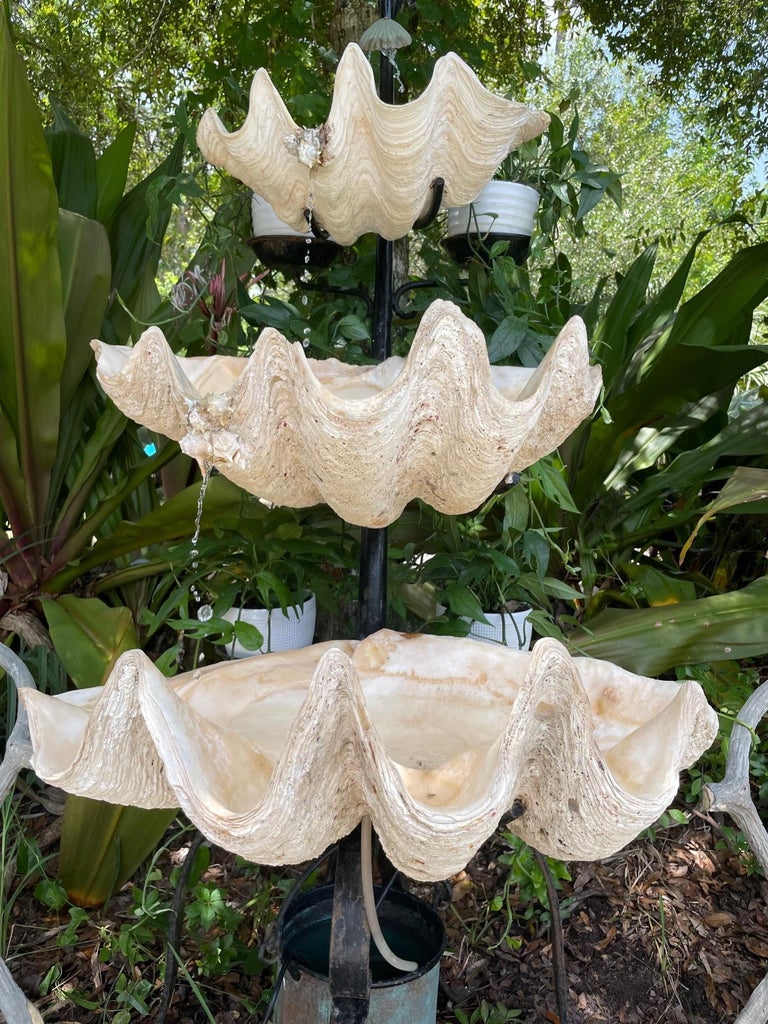 South Pacific Giant Clam Shell Three-Tiered Water Fountain. For Sale at ...